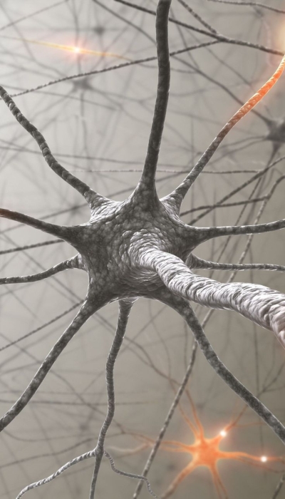 Unveiling the Intricate Structure of Neurons: The Building Blocks of ...